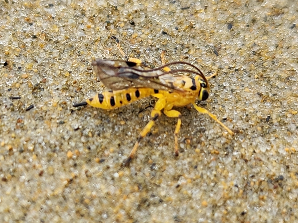 Yellow-banded Leafroller Parasitoid Wasp from Northland, New Zealand on ...