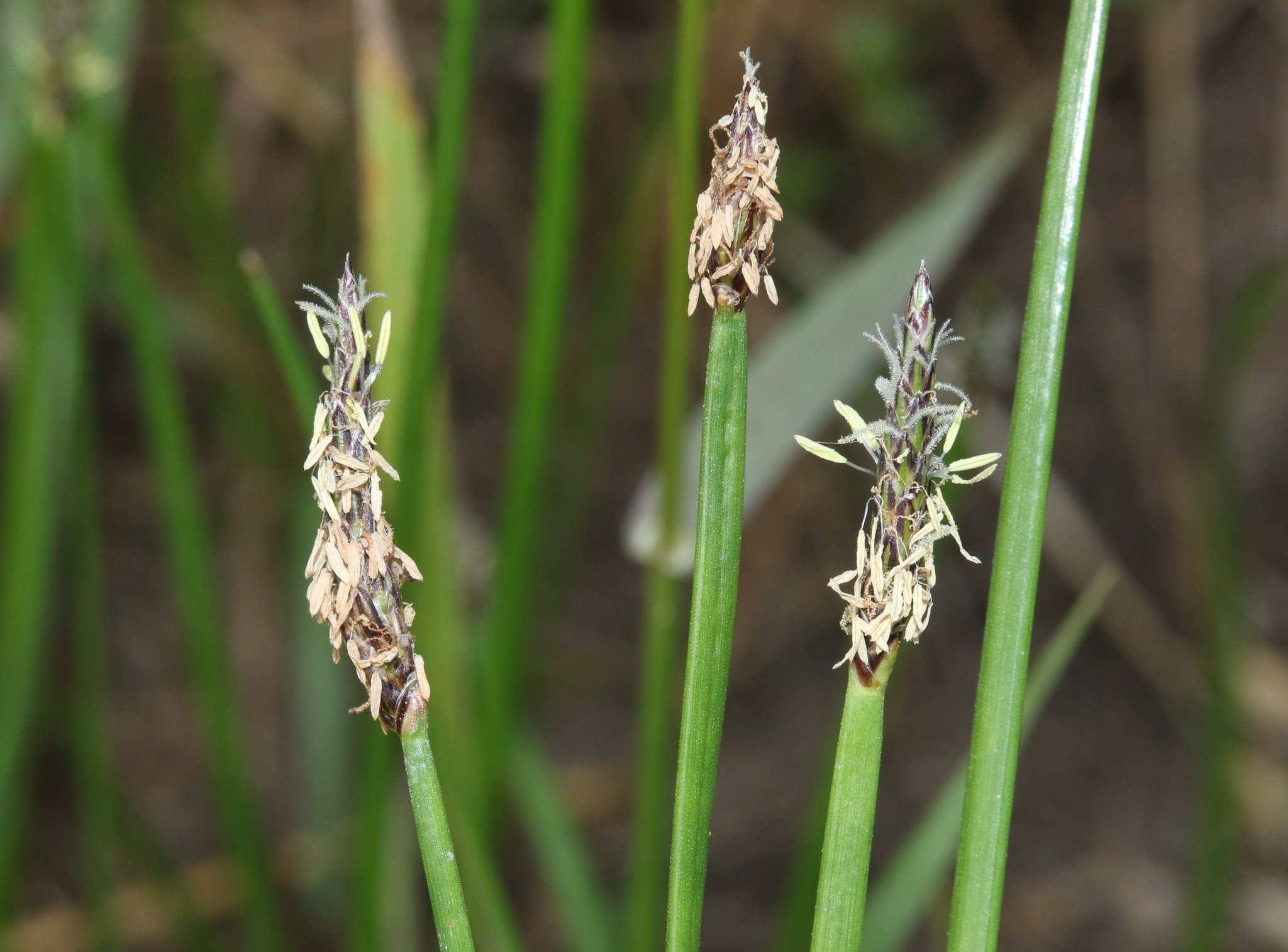 Eleocharis palustris (L.) Roem. & Schult.