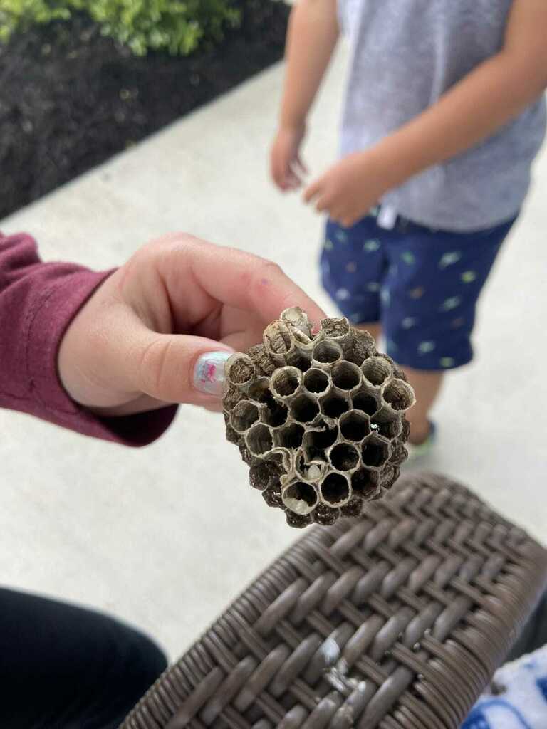 Hornets, Paper Wasps, Potter Wasps, and Allies in May 2023 by onslow_nc ...