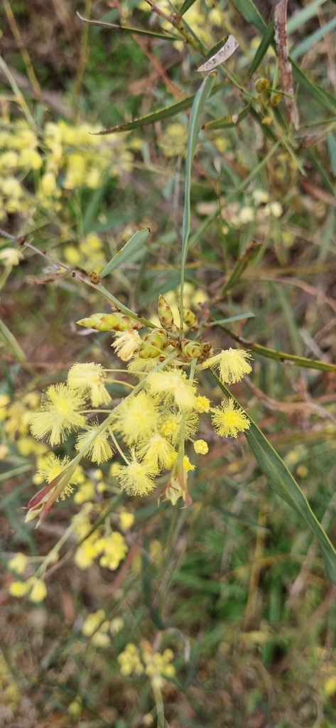 Flinders Range Wattle from Belair SA 5052, Australia on May 6, 2023 at ...