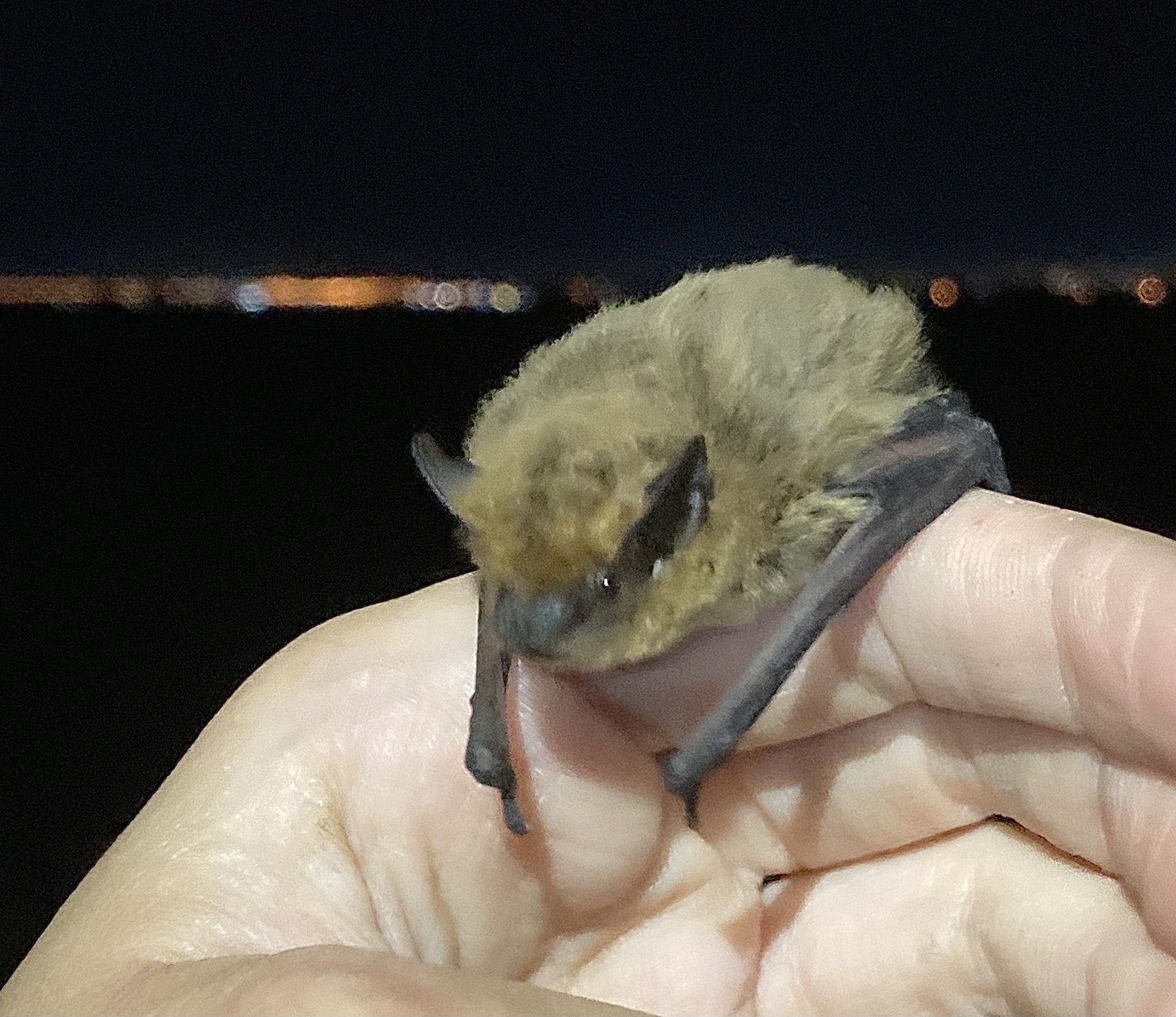 Pipistrellus kuhlii (Kuhl, 1817)