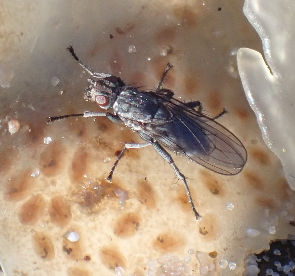 Cape Kelp Fly from Camps Bay, Cape Town, 8005, South Africa on May 1 ...