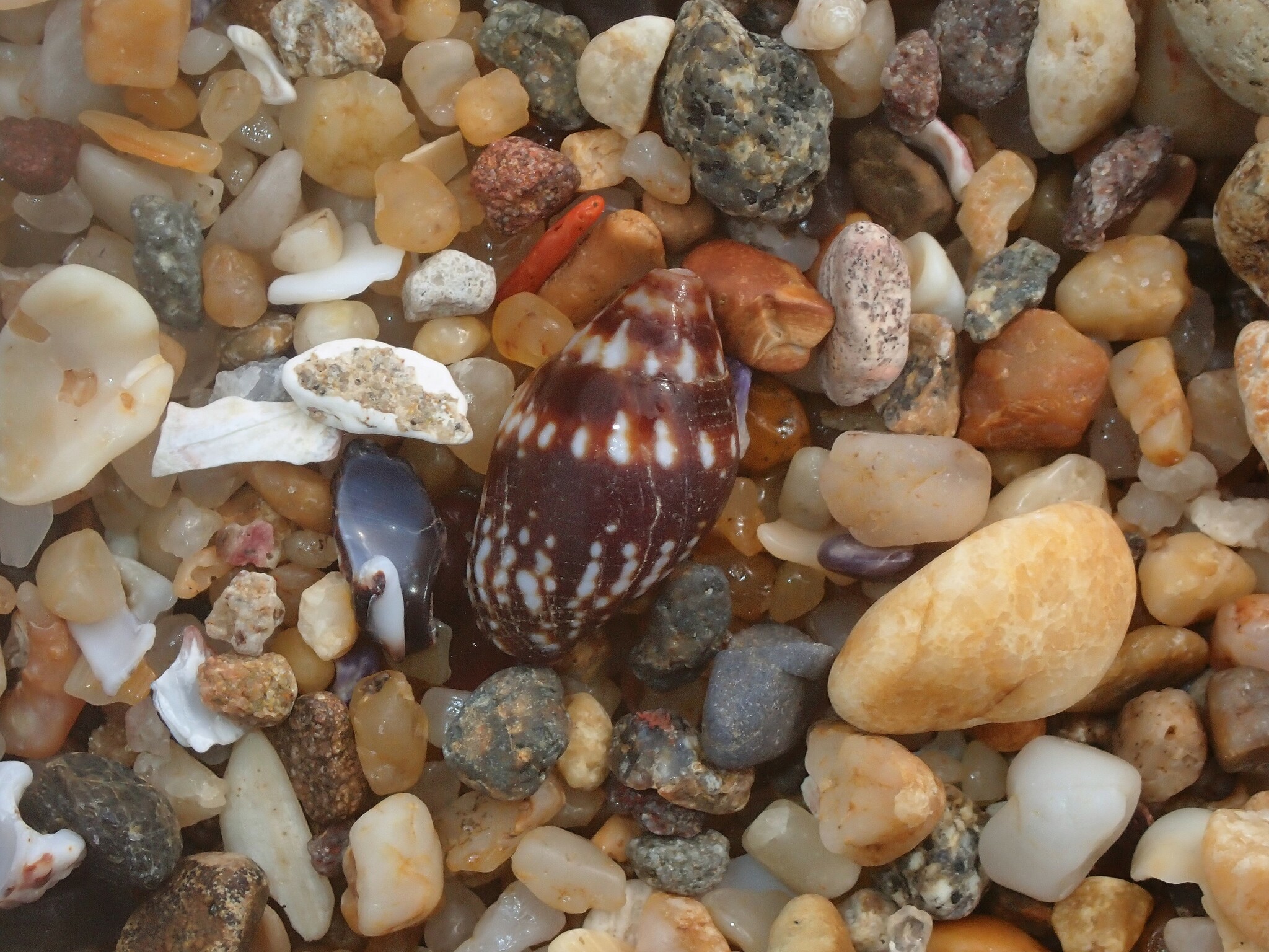 Strigatella litterata (Lamarck, 1811)