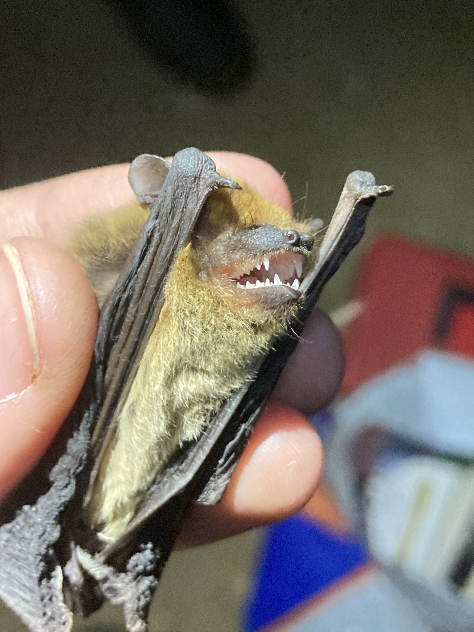 Pipistrellus kuhlii (Kuhl, 1817)