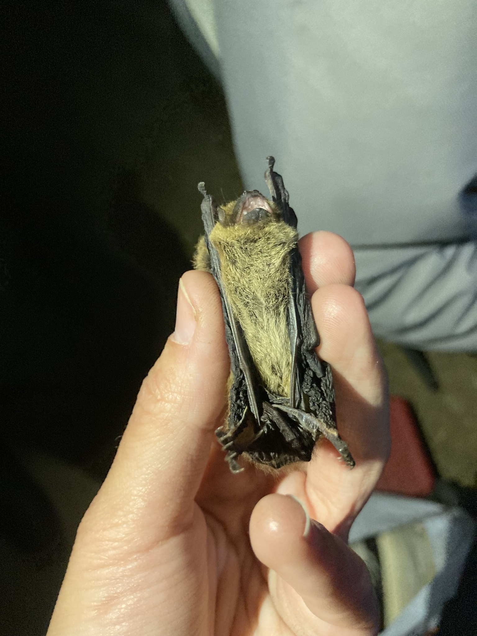 Pipistrellus kuhlii (Kuhl, 1817)