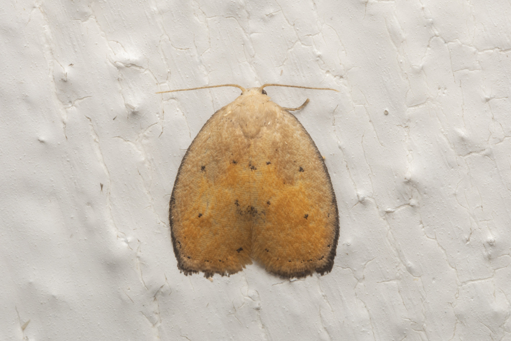 Hemonia from Perak, Malaysia on April 22, 2023 at 10:41 PM by budak ...