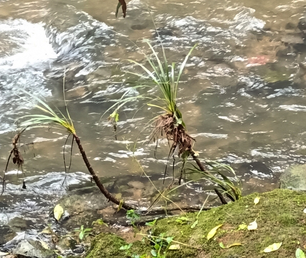 Forest Cabbage Tree from Trelissick Park on May 06, 2023 at 01:45 AM by ...