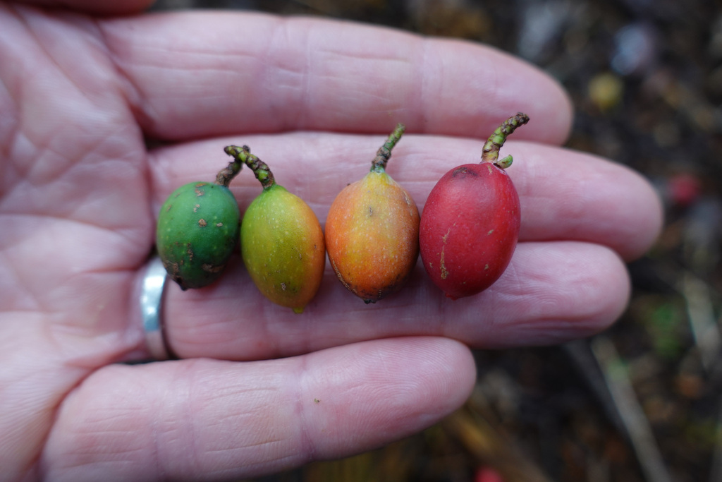 Miro from Masterton District, Wellington, New Zealand on April 16, 2023 ...