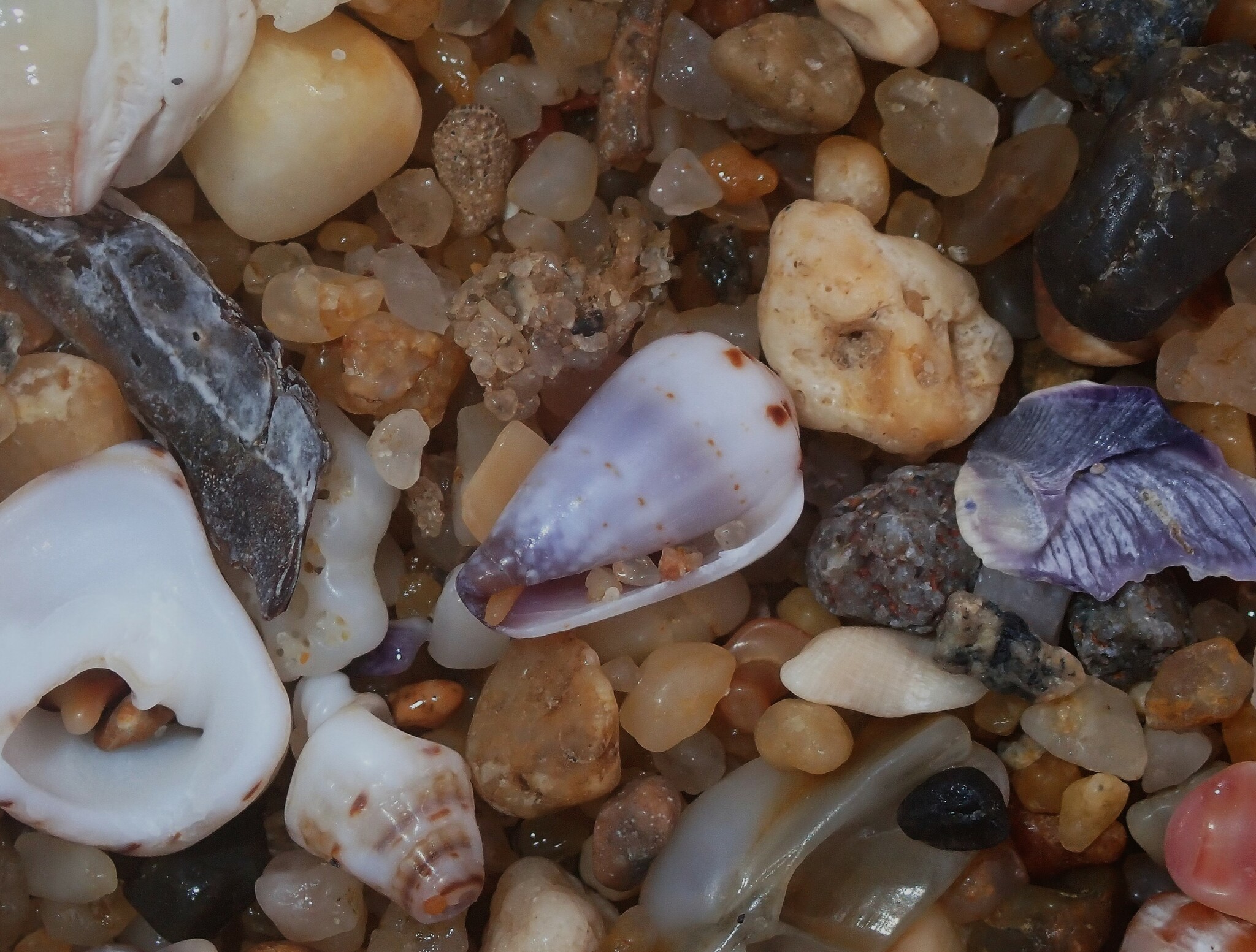 Conus musicus Hwass, 1792