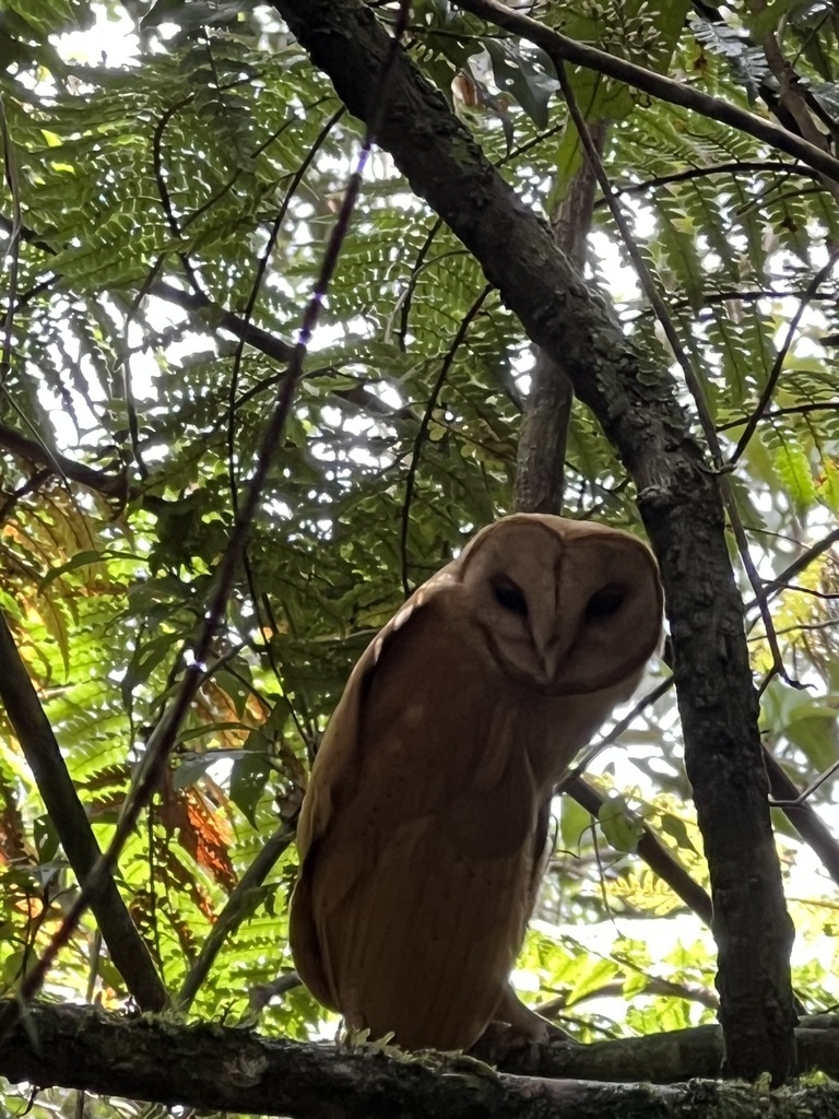 Red Owl in April 2023 by Romer Rabarijaona · iNaturalist