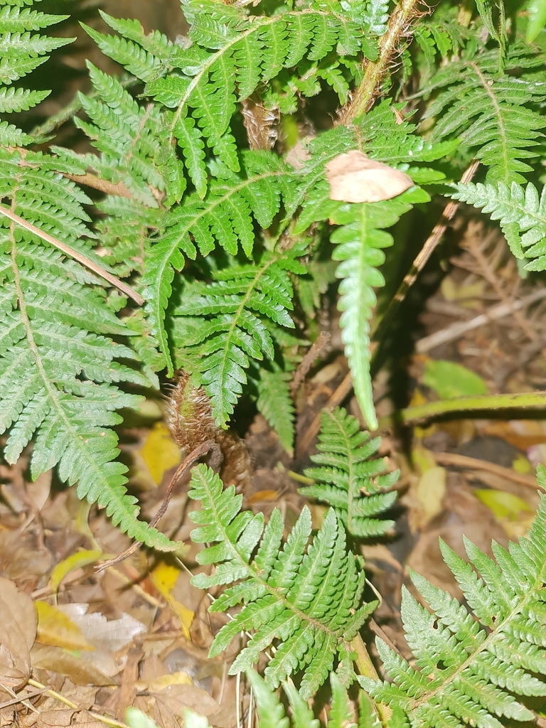 slender tree fern from West Rand, ZA-GT, ZA on May 6, 2023 at 04:02 AM ...