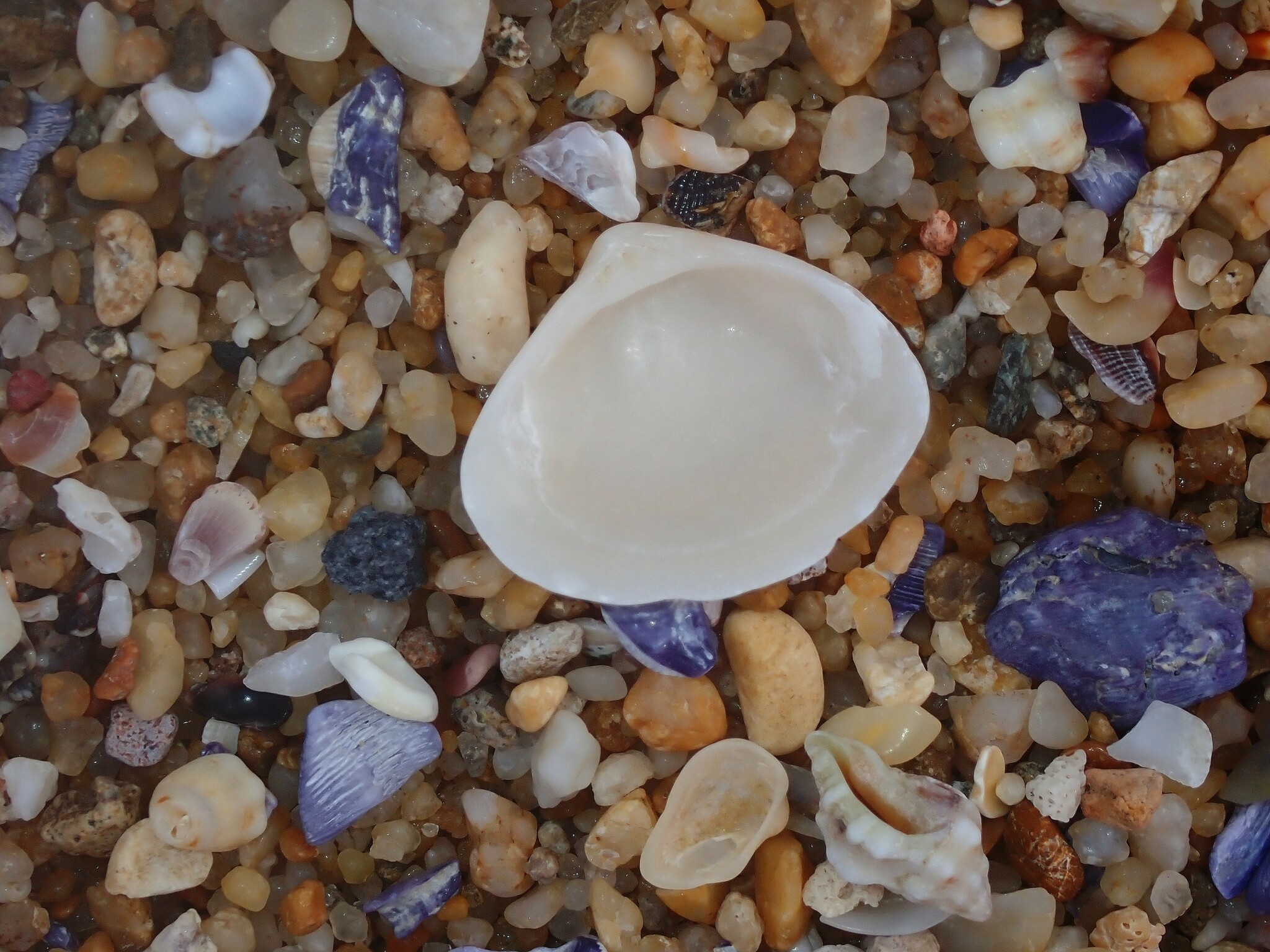 Gomphina undulosa (Lamarck, 1818)