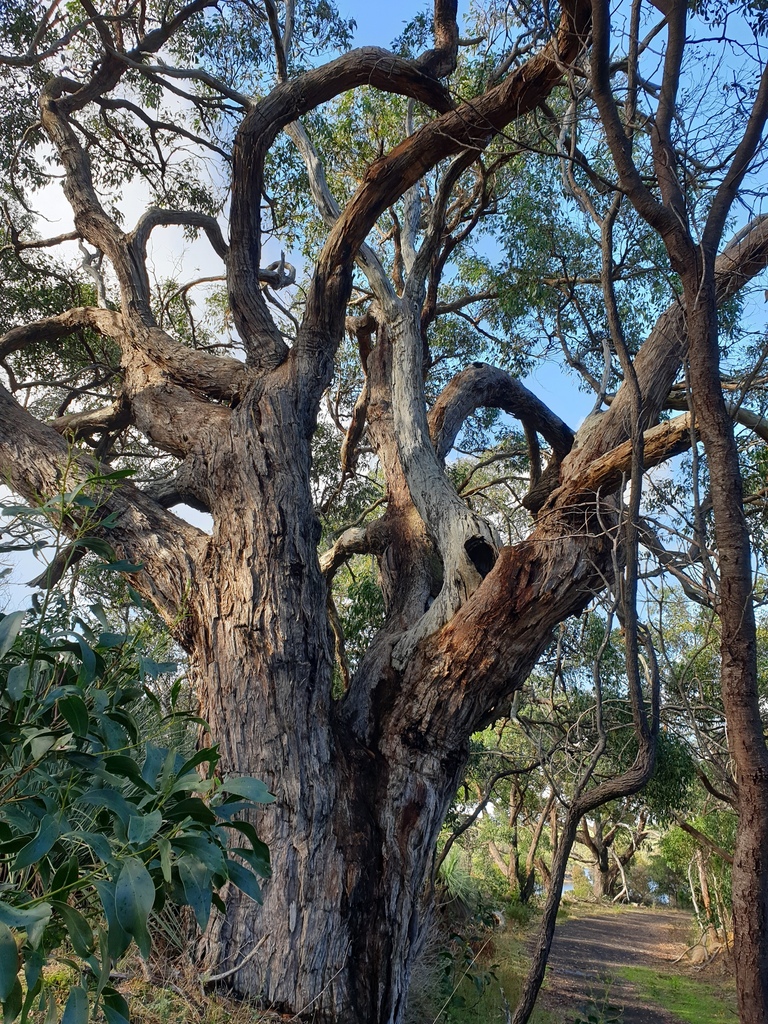 Brown Stringybark from Nixon Skinner Conservation Park on May 6, 2023 ...