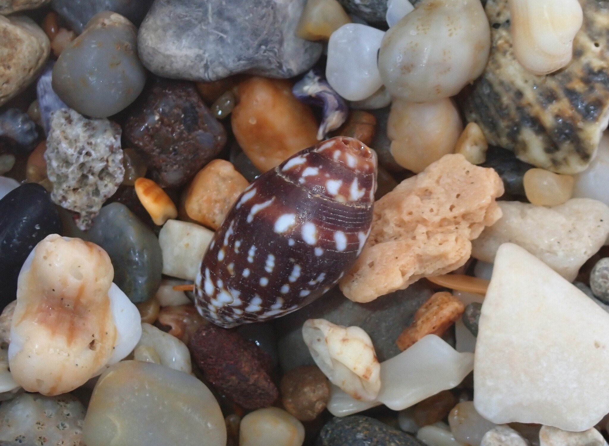 Strigatella litterata (Lamarck, 1811)