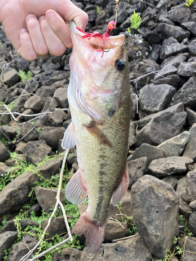 Largemouth Bass from Wailua Reservoir, Kapaa, HI, US on May 5, 2023 at ...