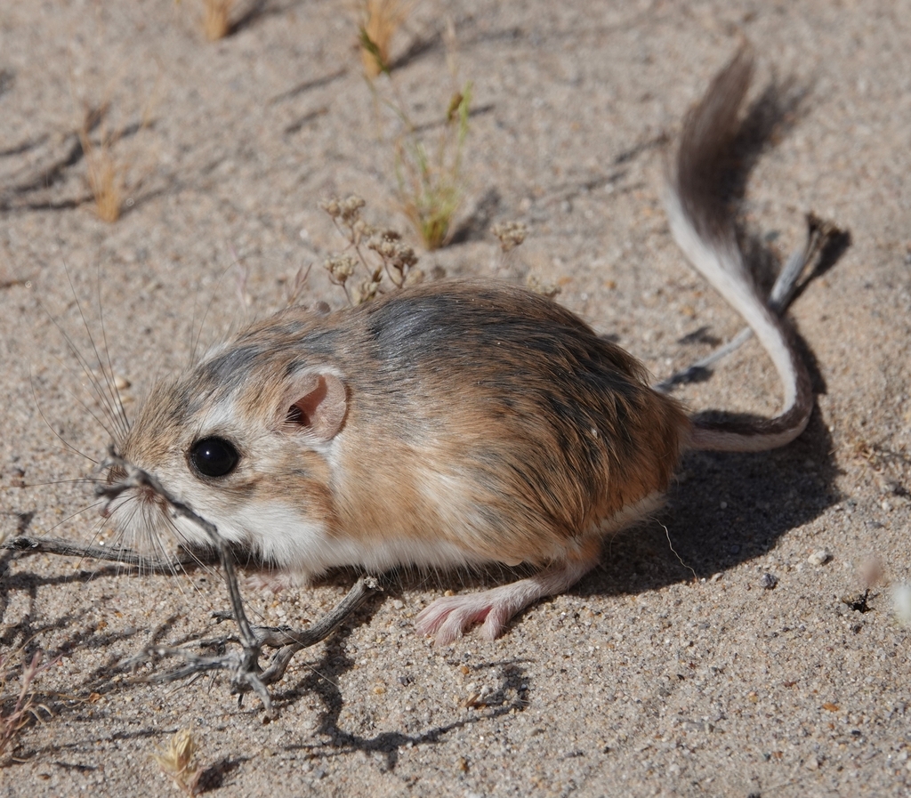 Merriam's Kangaroo Rat in April 2023 by Isaac Capp · iNaturalist