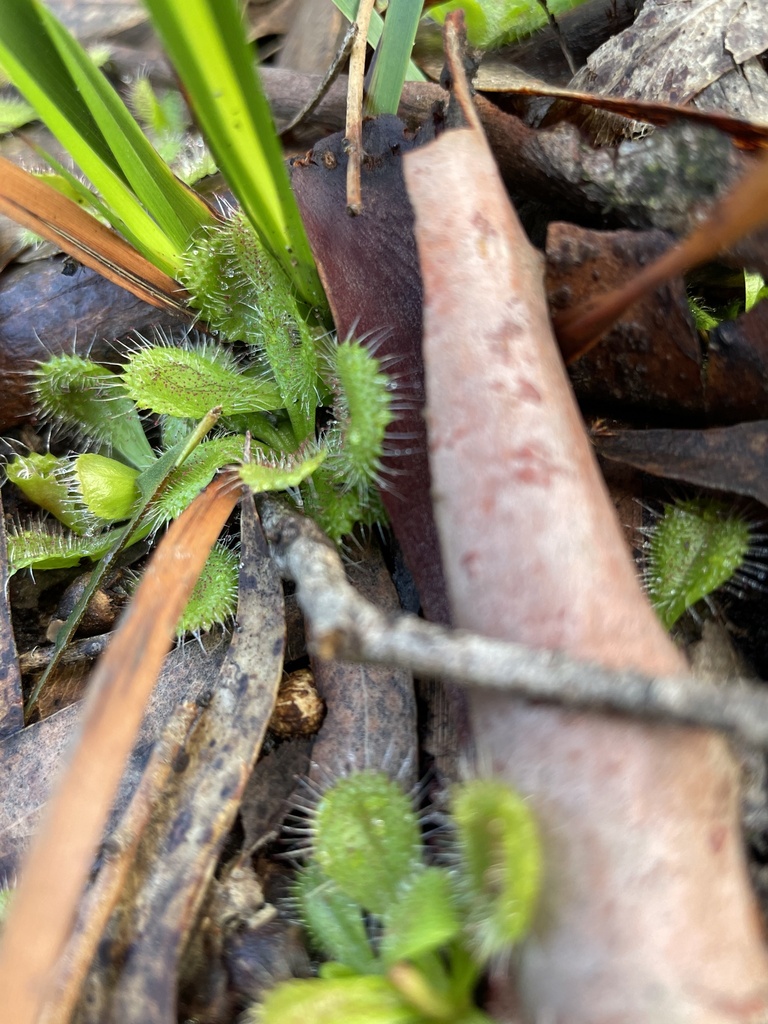 Scented Sundew from Mornington Peninsula National Park, Boneo, VIC, AU ...