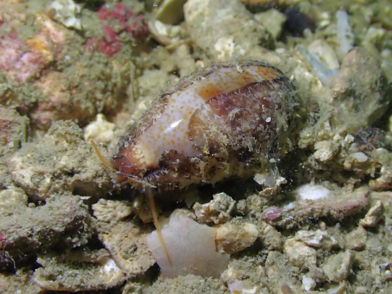 Contradusta walkeri (J.E.Gray, 1832)