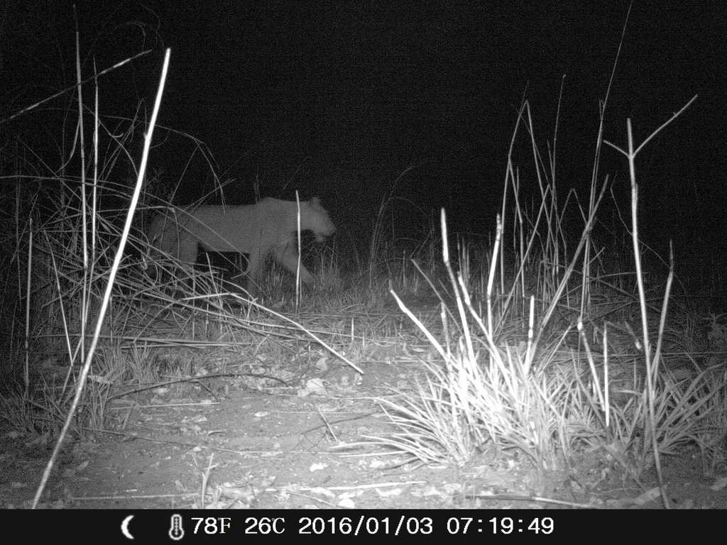 Northern Lion in January 2016 by ONG OeBenin · iNaturalist