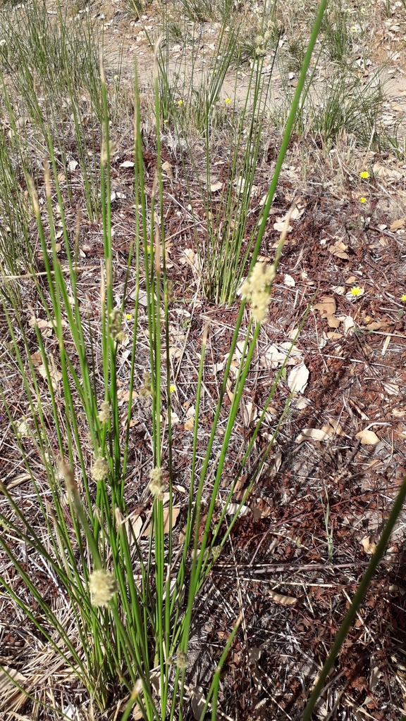 Round-headed Clubrush from 7000 Nossa Sra. da Tourega, Portugal on May ...