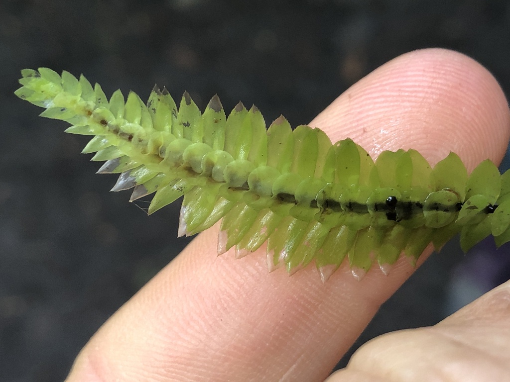 quill moss from Colac-Otway - South, AU-VI, AU on May 6, 2023 at 02:20 ...