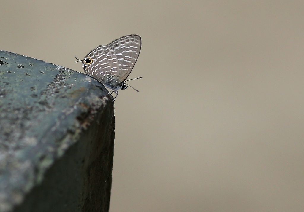 Transparent 6-line Blue in May 2023 by Goofy Ko · iNaturalist