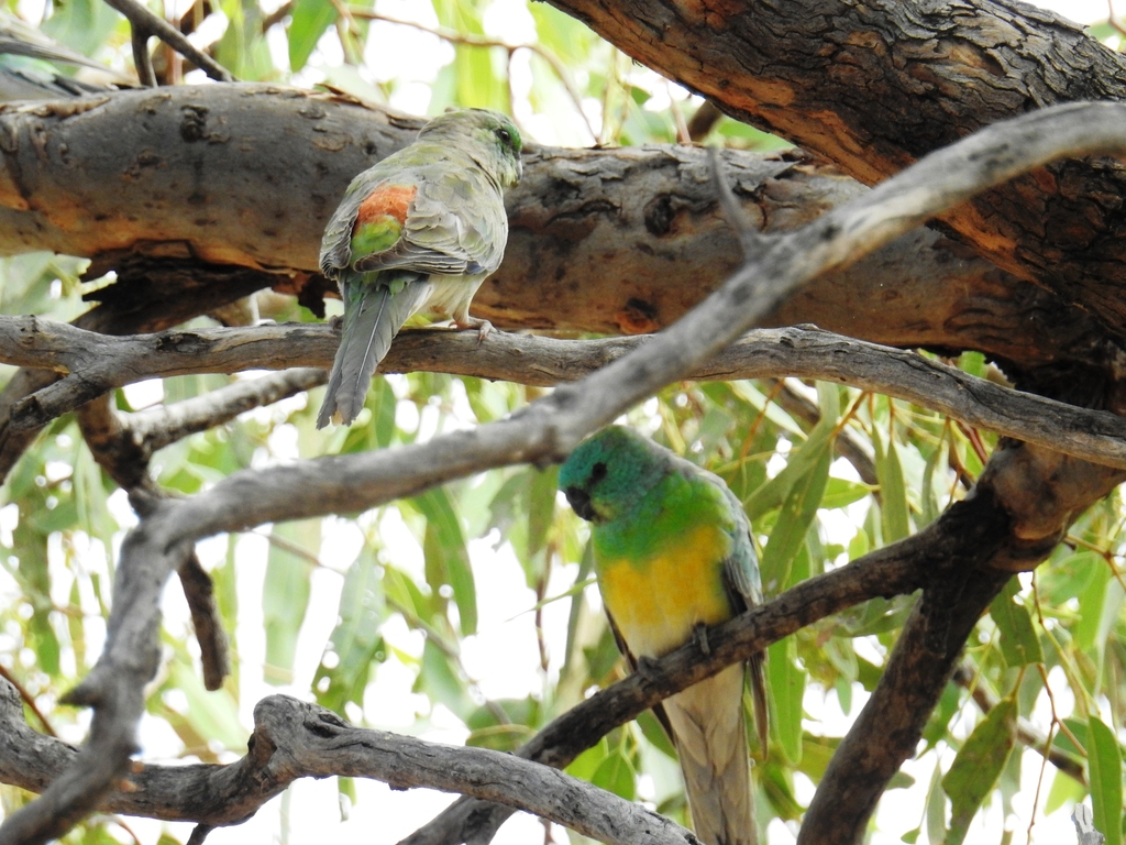 Psephotus haematonotus caeruleus from Cameron Corner QLD 4492 ...
