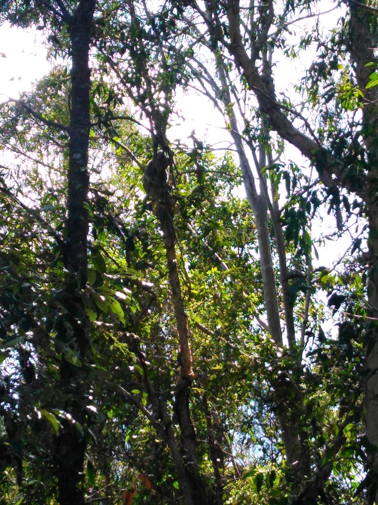 Koala from Kallangur, QLD on April 30, 2023 at 11:15 AM by R. Lone ...