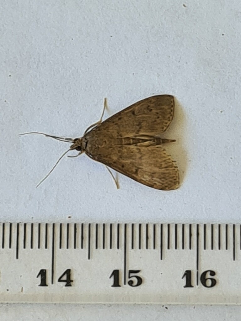 Grass Webworm Moth from 110 Osprey drive URunga on May 6, 2023 at 12:21 ...