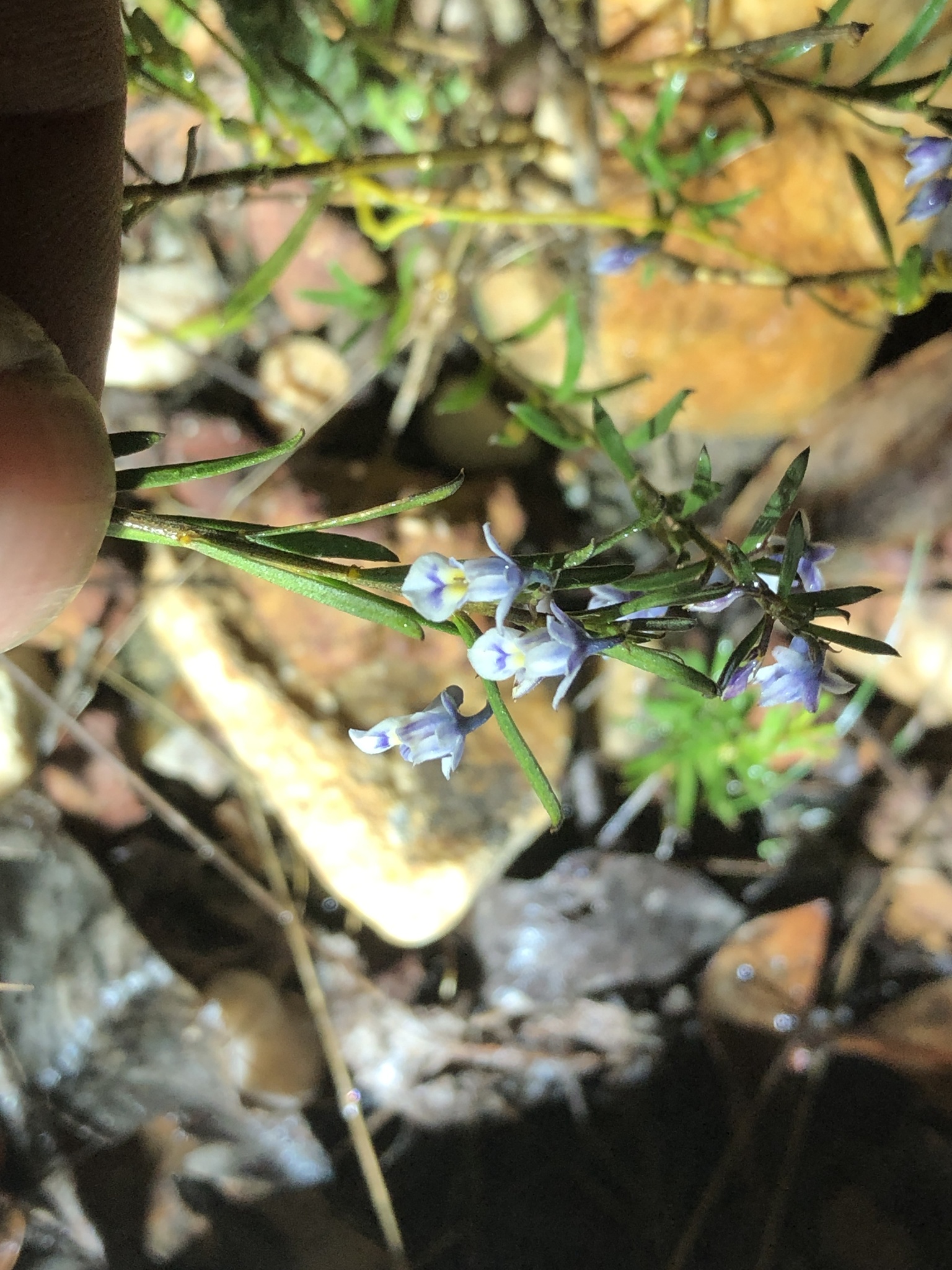 Pigea floribunda (Lindl.) Lindl.