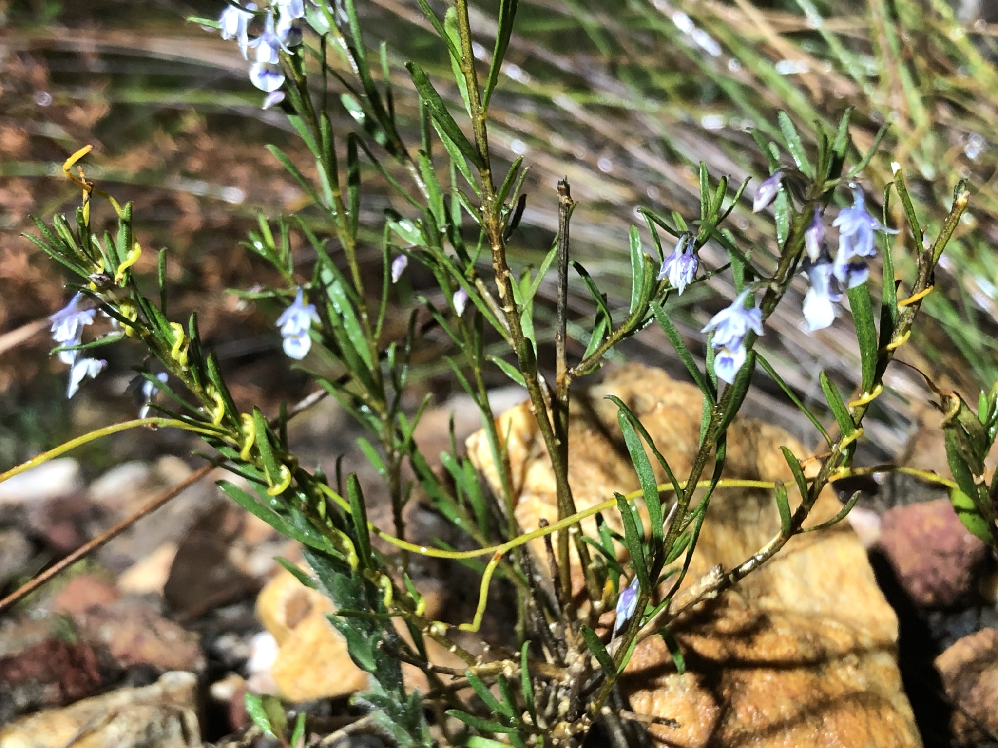 Pigea floribunda (Lindl.) Lindl.