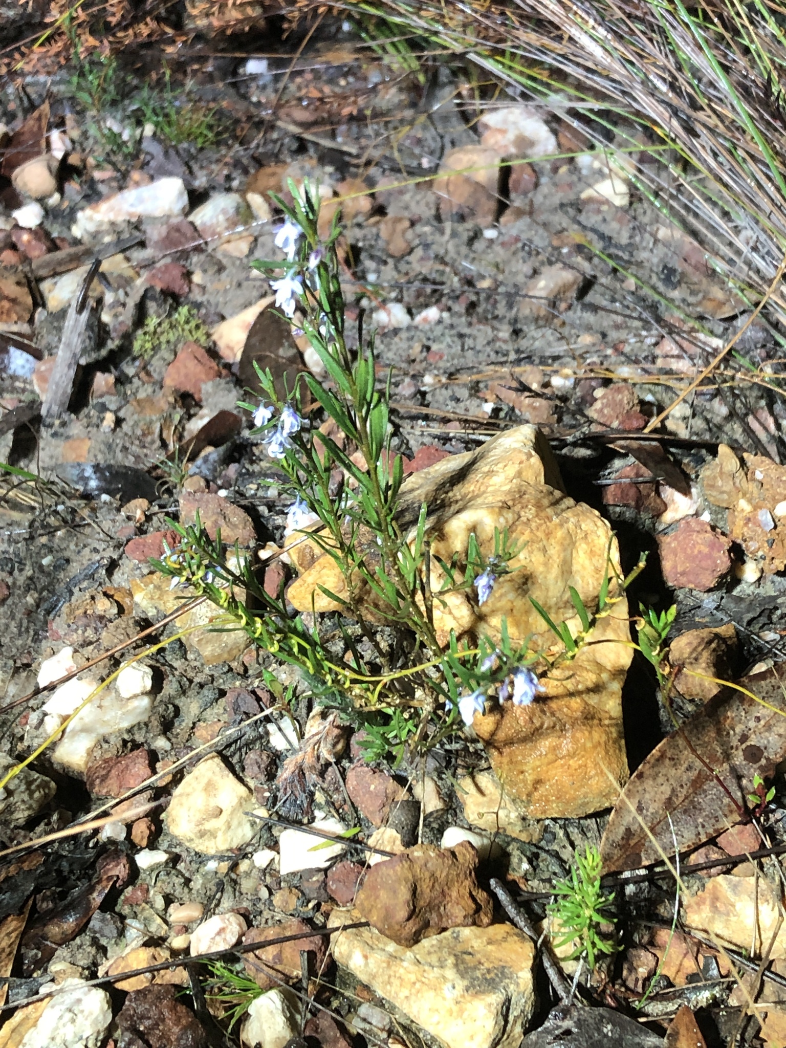 Pigea floribunda (Lindl.) Lindl.