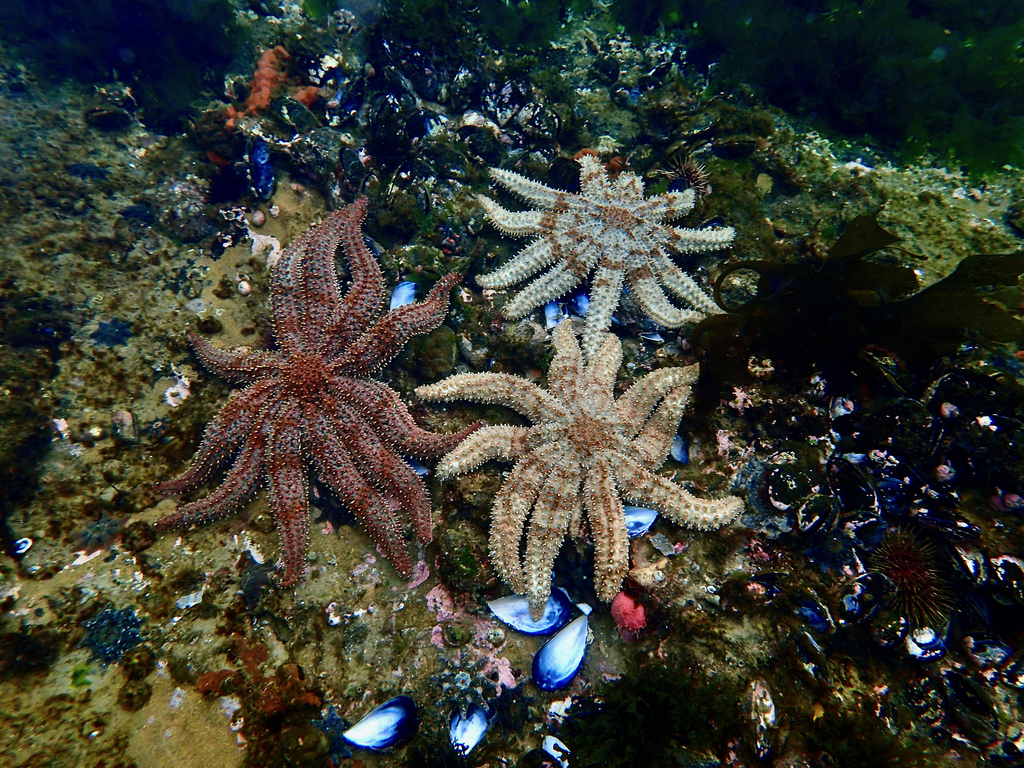 Eleven-armed Sea Star from Hampton Beach, Victoria, Australia on July ...