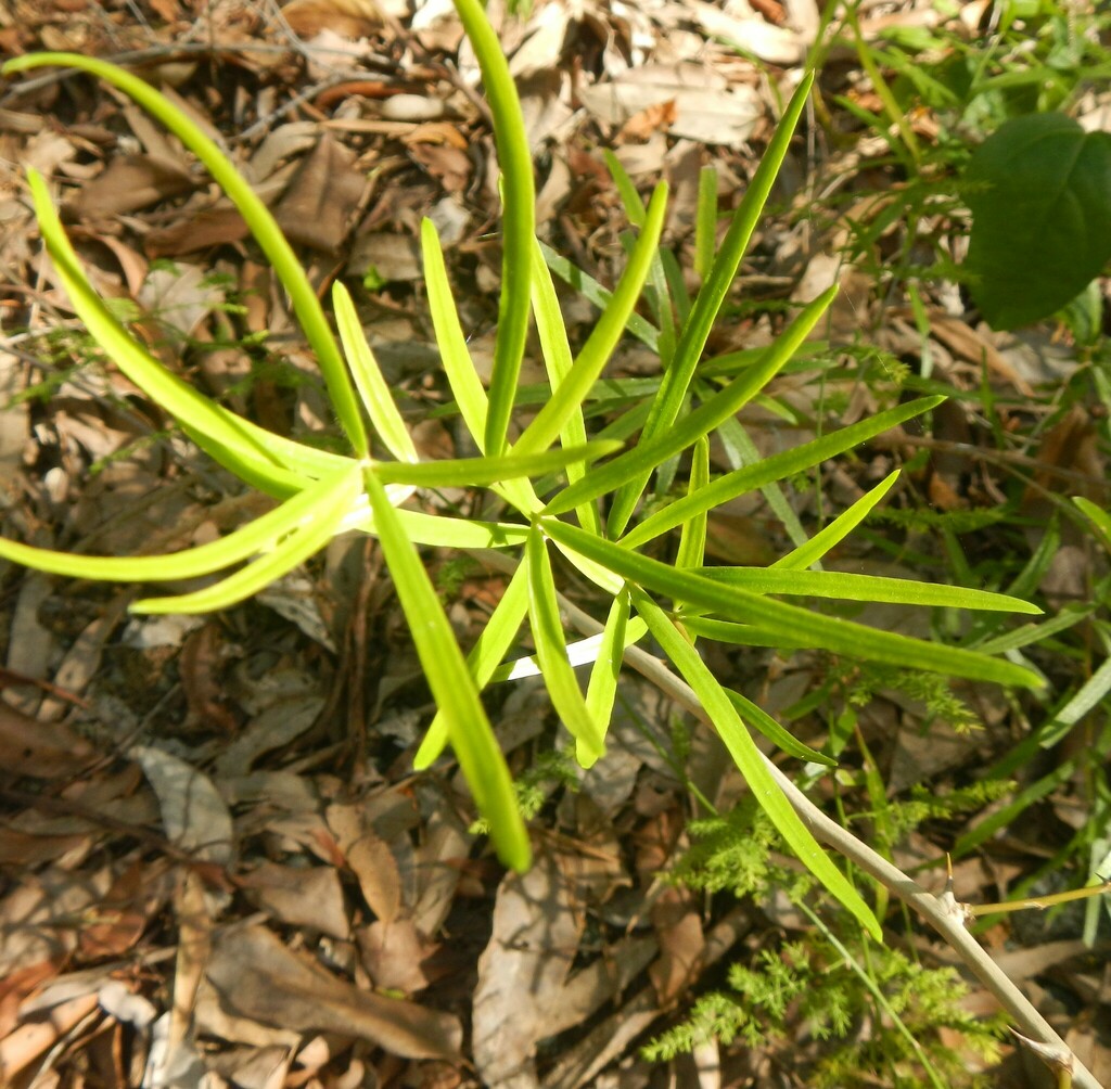 Sicklethorn from Petrie, QLD on May 6, 2023 at 01:40 PM by R. Vine ...