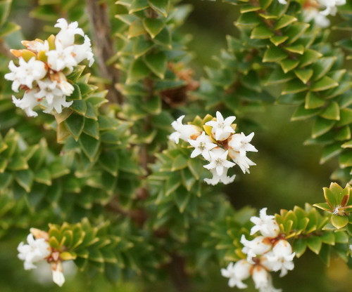 Subalpine Beard-heath (Acrothamnus maccraei) · iNaturalist