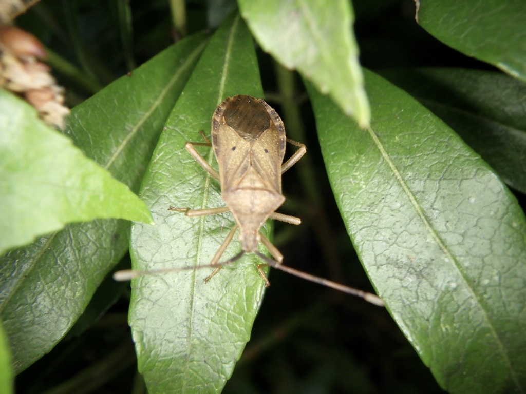 Homoeocerus unipunctatus from 岡安, 舞鶴市, 京都府, JP on May 6, 2023 at 01:37 ...