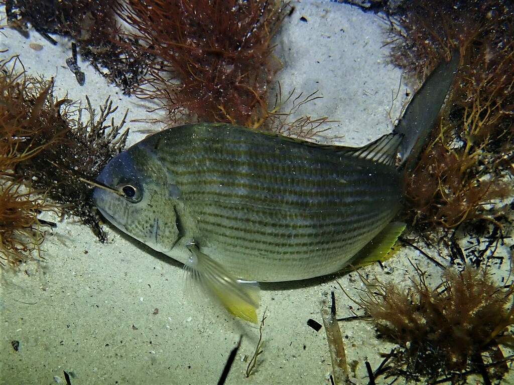 Tarwhine from South Cottesloe Sponge Gardens, Perth WA, Australia on ...