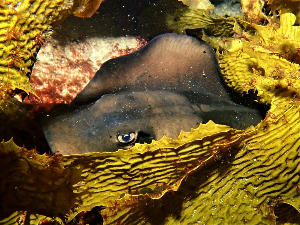 Striped Stingaree from South Cottesloe Sponge Gardens, Perth WA ...