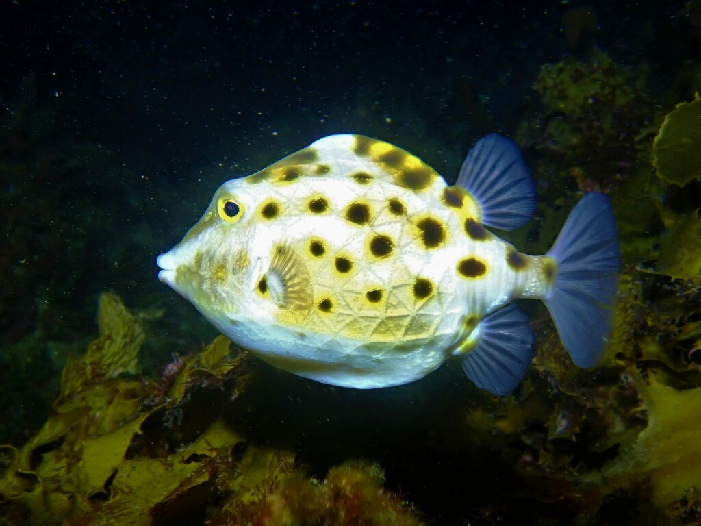 Western Smooth Boxfish from South Cottesloe Sponge Gardens, Perth WA ...