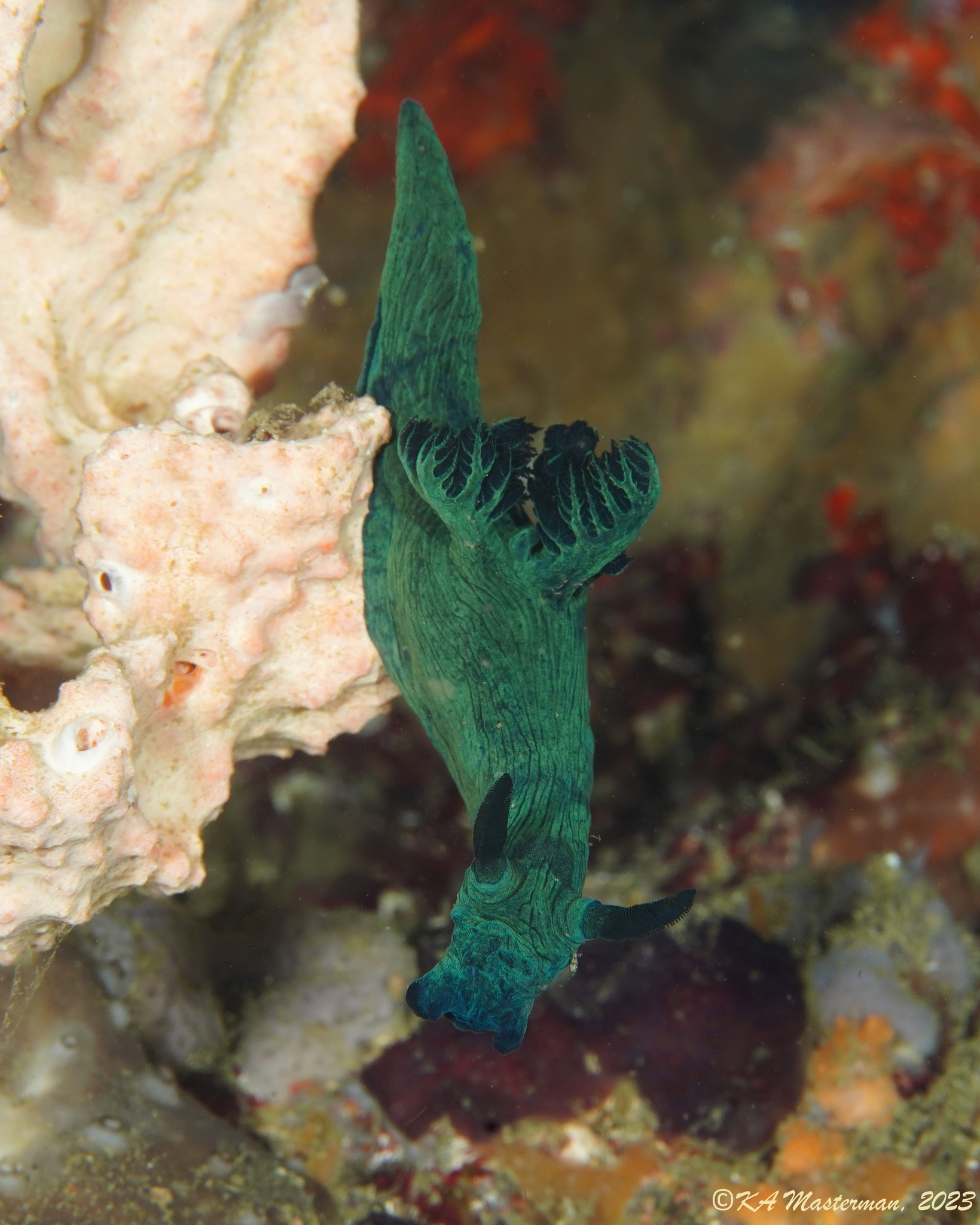 Nembrotha milleri Gosliner & Behrens, 1997