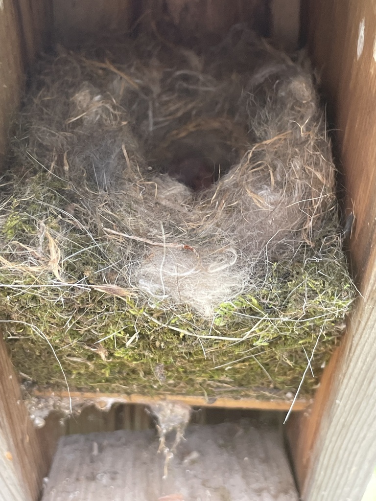 Black-capped Chickadee from Cedar Lake Park, Olathe, KS, US on April 27 ...