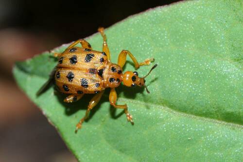 Agomadaranus pardalis · iNaturalist United Kingdom