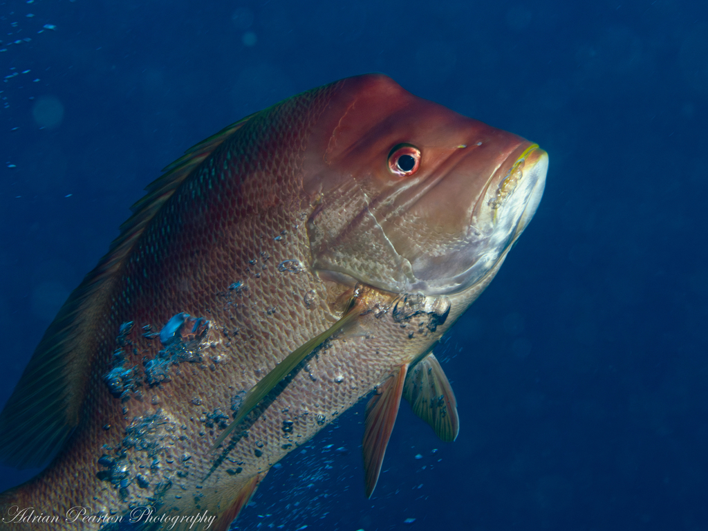 Humphead Snapper (Lutjanus sanguineus) - Marine Life Identification
