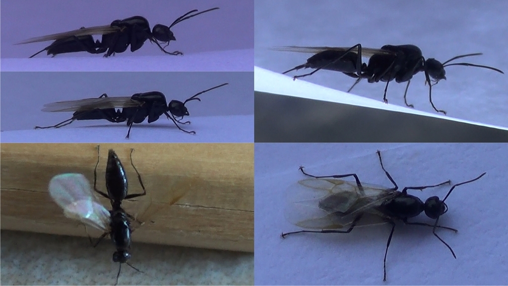 Carpenter Ants, Typical Sugar Ants and Allies from Borgo delle Magnolie ...