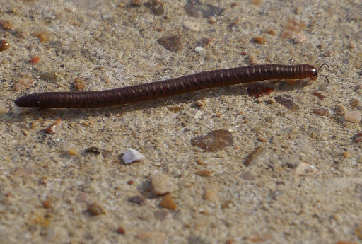 Parajulid Millipedes from Arcadia Trail Park, Fort Worth, TX on ...