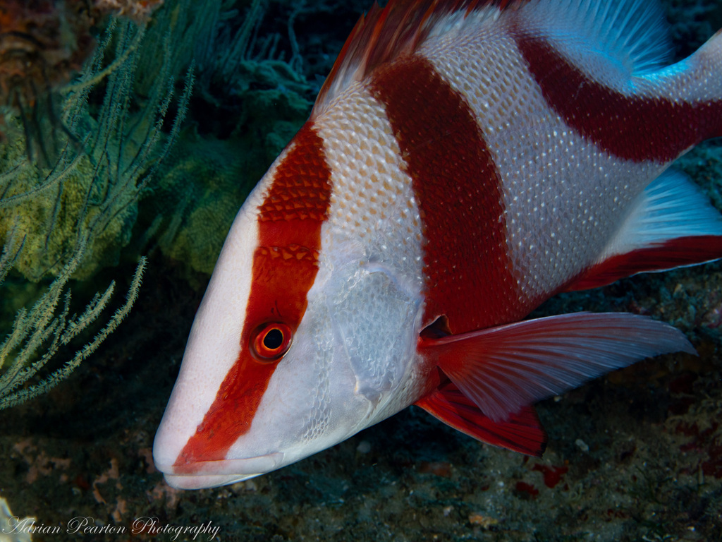 Red Emperor Snapper from Sodwana Bay, St Lucia, 3974, South Africa on ...