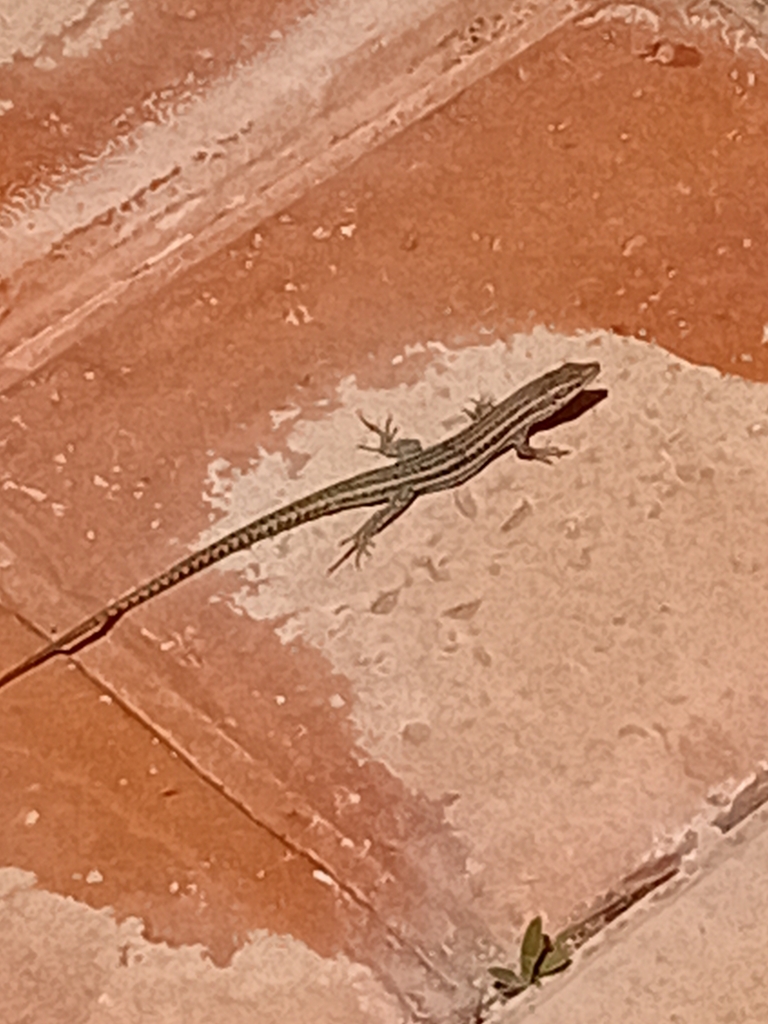 Spanish Wall Lizard from Saix on 06 May, 2023 at 02:05 PM by spg1e09 ...
