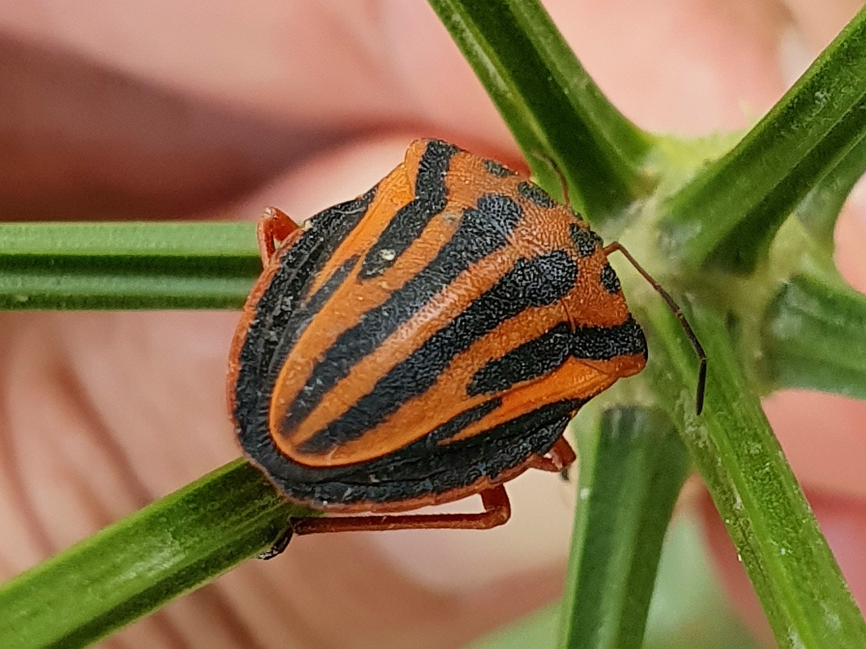 Graphosoma semipunctatum (Fabricius, 1775)