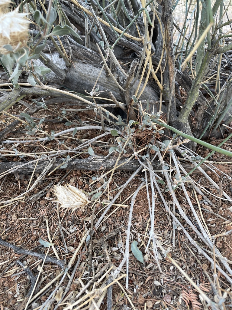 Barleria lichtensteiniana from Siyanda, ZA-NC, ZA on May 6, 2023 at 10: ...