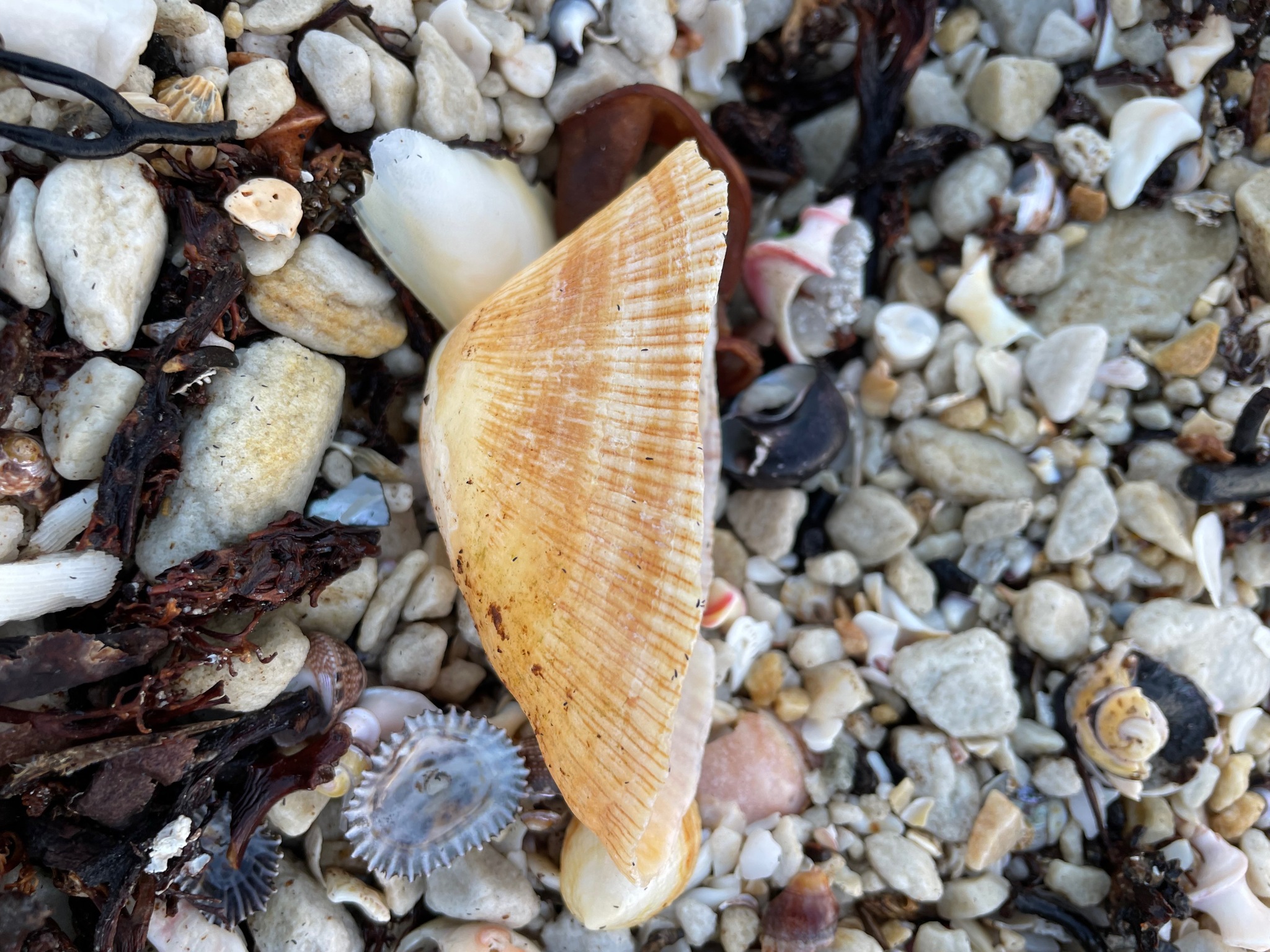 Cymbula compressa (Linnaeus, 1758)